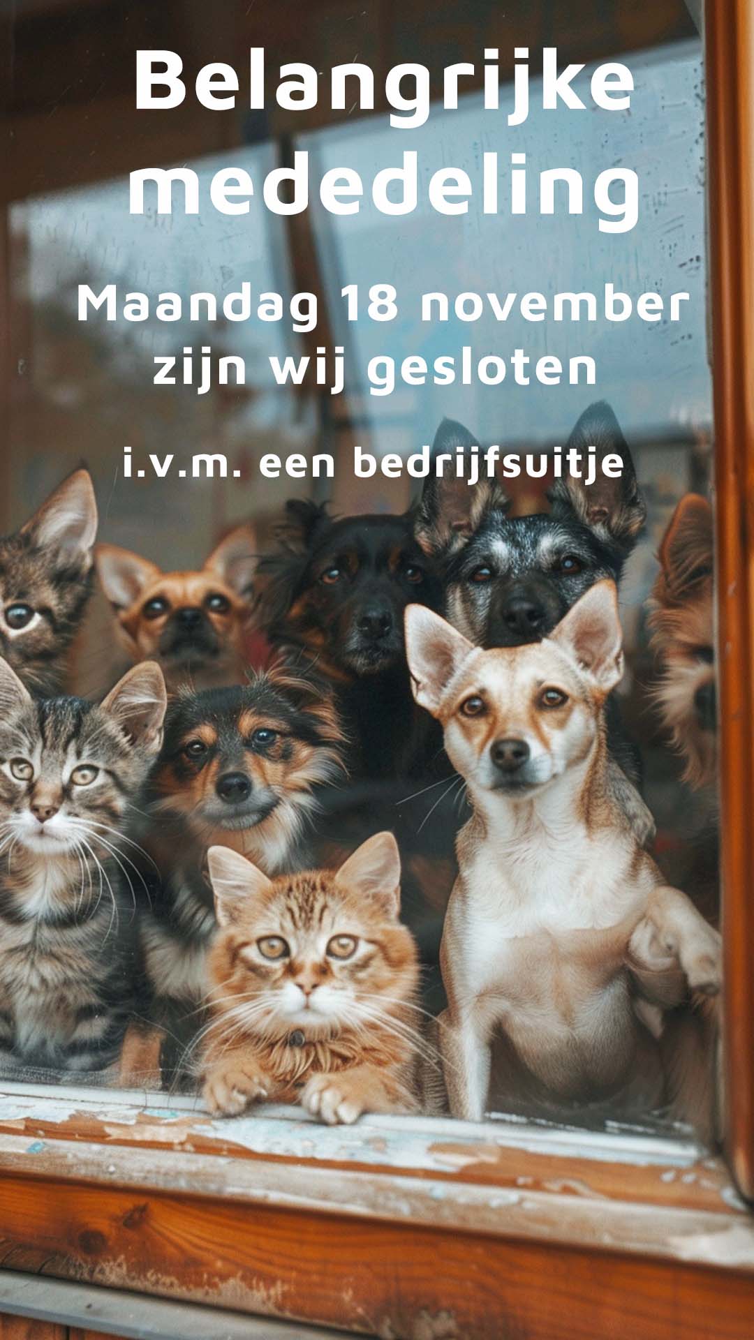 Dierspecialist de Koningsvis Den Helder voor elk huisdier advies